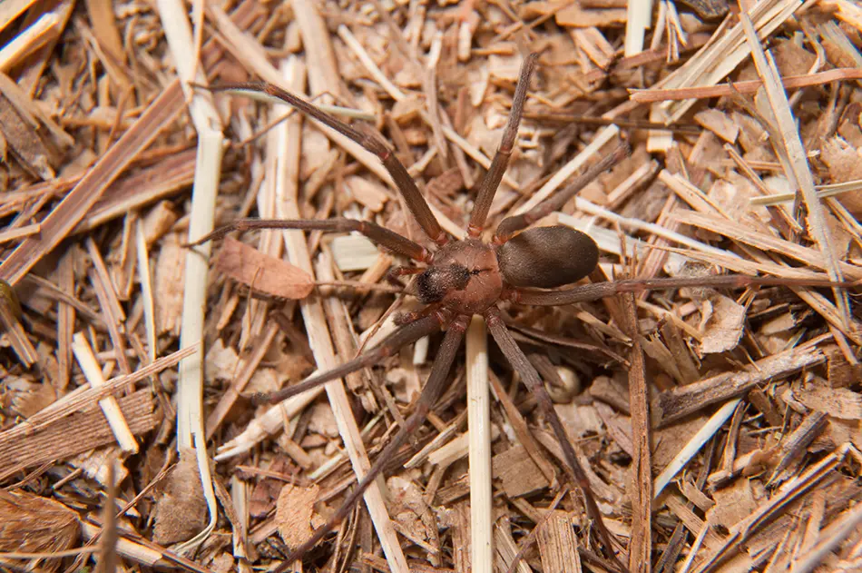 A Comprehensive Guide to Brown Recluse Spiders in North Carolina ...