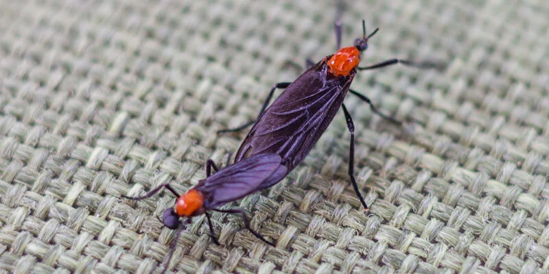 What Are Love Bugs? What You Need to Know | Peeler Environmental